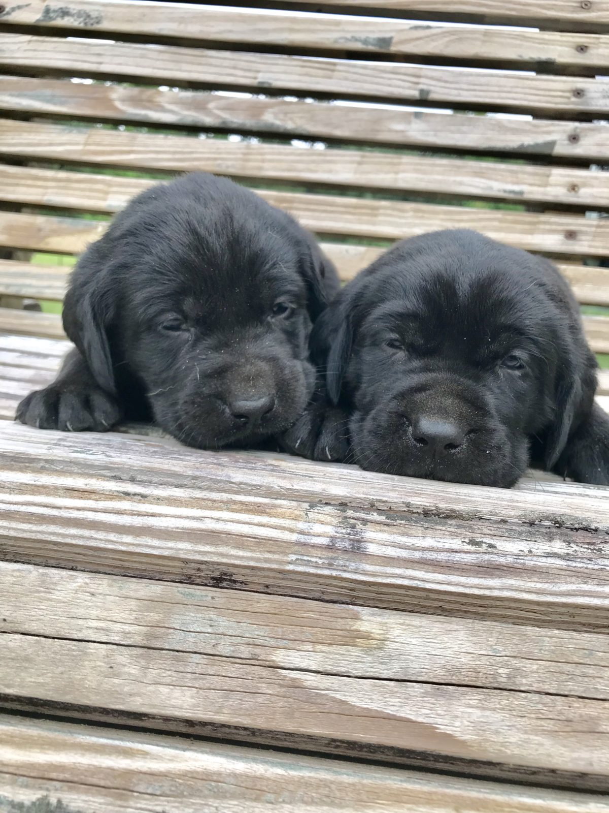 Available Puppies - S Bar C Kennel